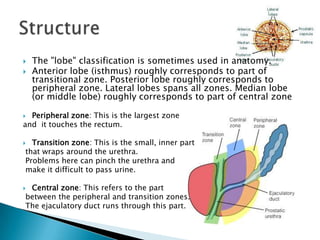 Prostatomegaly | PPTX