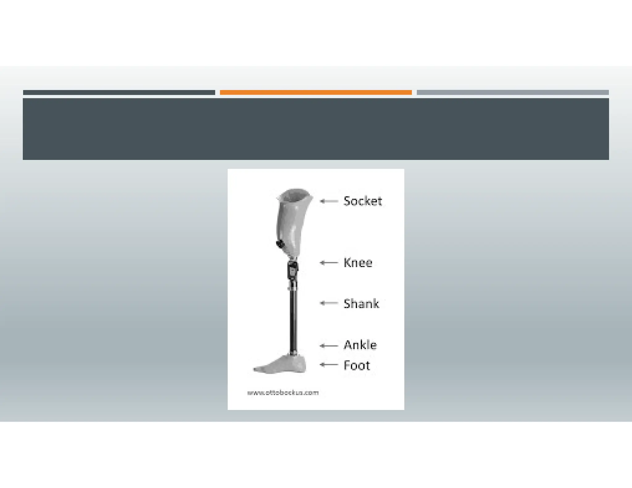 Prosthesis 15. Transfemoral Prosthesis.pdf
