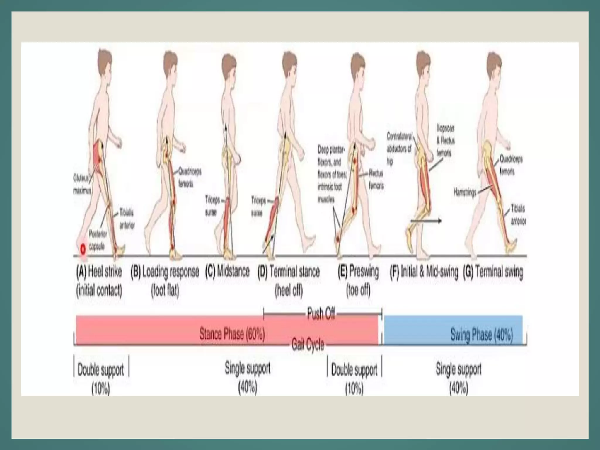 Prosthetic gait deviation | PPTX