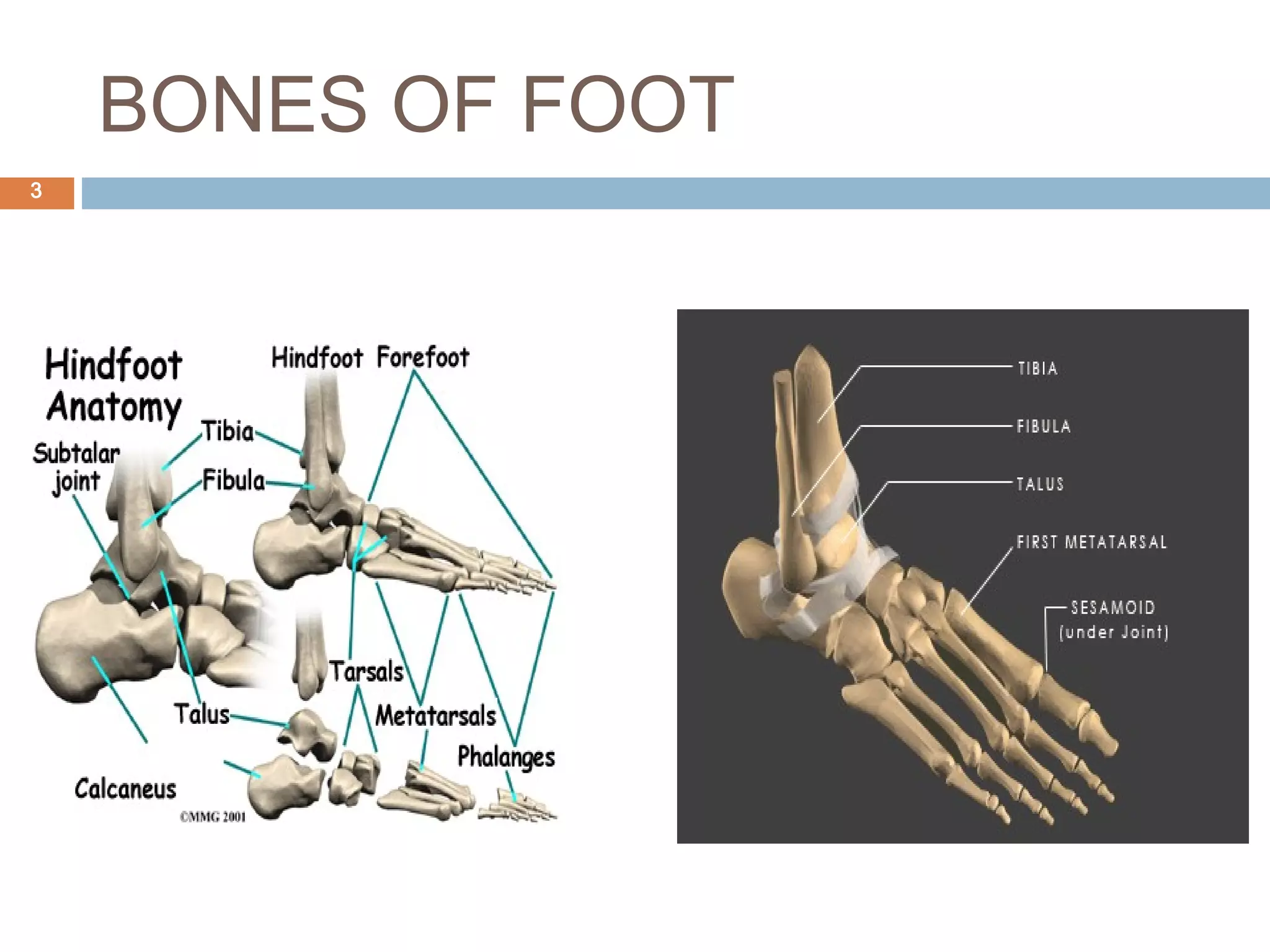 Prosthetic management of symes and partial foot amputation | PPT