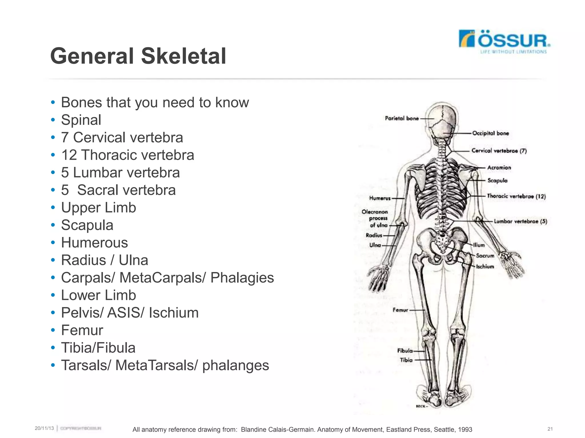 Basic Prosthetics II | PPTX