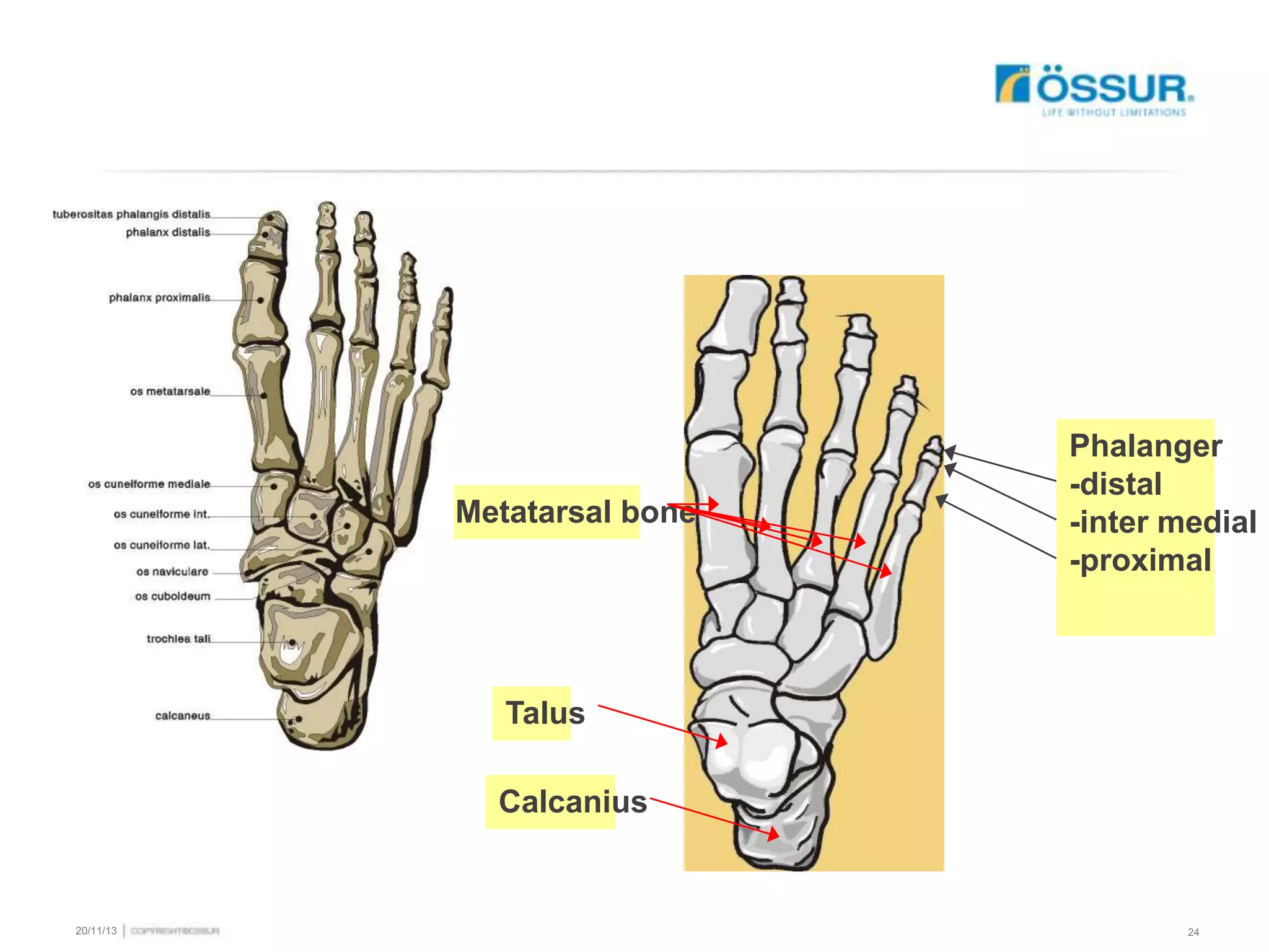 Basic Prosthetics II | PPTX