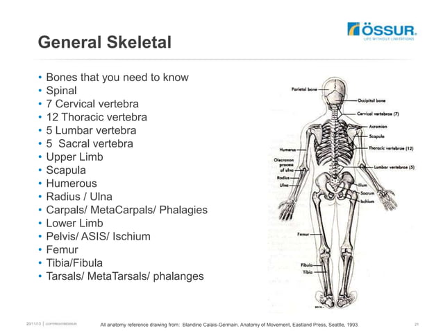 Basic Prosthetics II | PPTX | Death, Injury, or Military Conflict ...