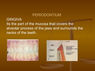 prostho-perio interdisciplanary approcah in fpd.ppt