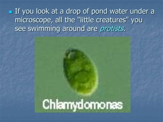 Protists Pond Water