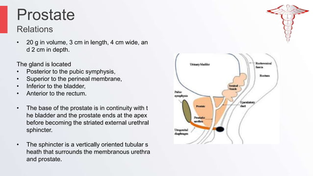 Prostrate pre managment ppt | PPTX | Cancer | Diseases and Conditions