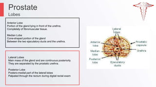 Prostrate pre managment ppt | PPT