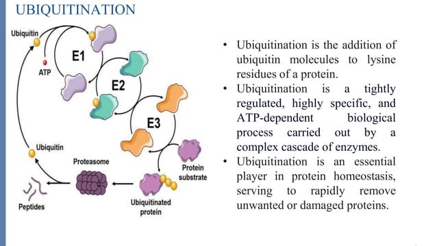 overview on protein targeted chimerase (protac) in recent life | PPTX