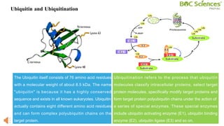 Protac-BOC Sciences | PDF