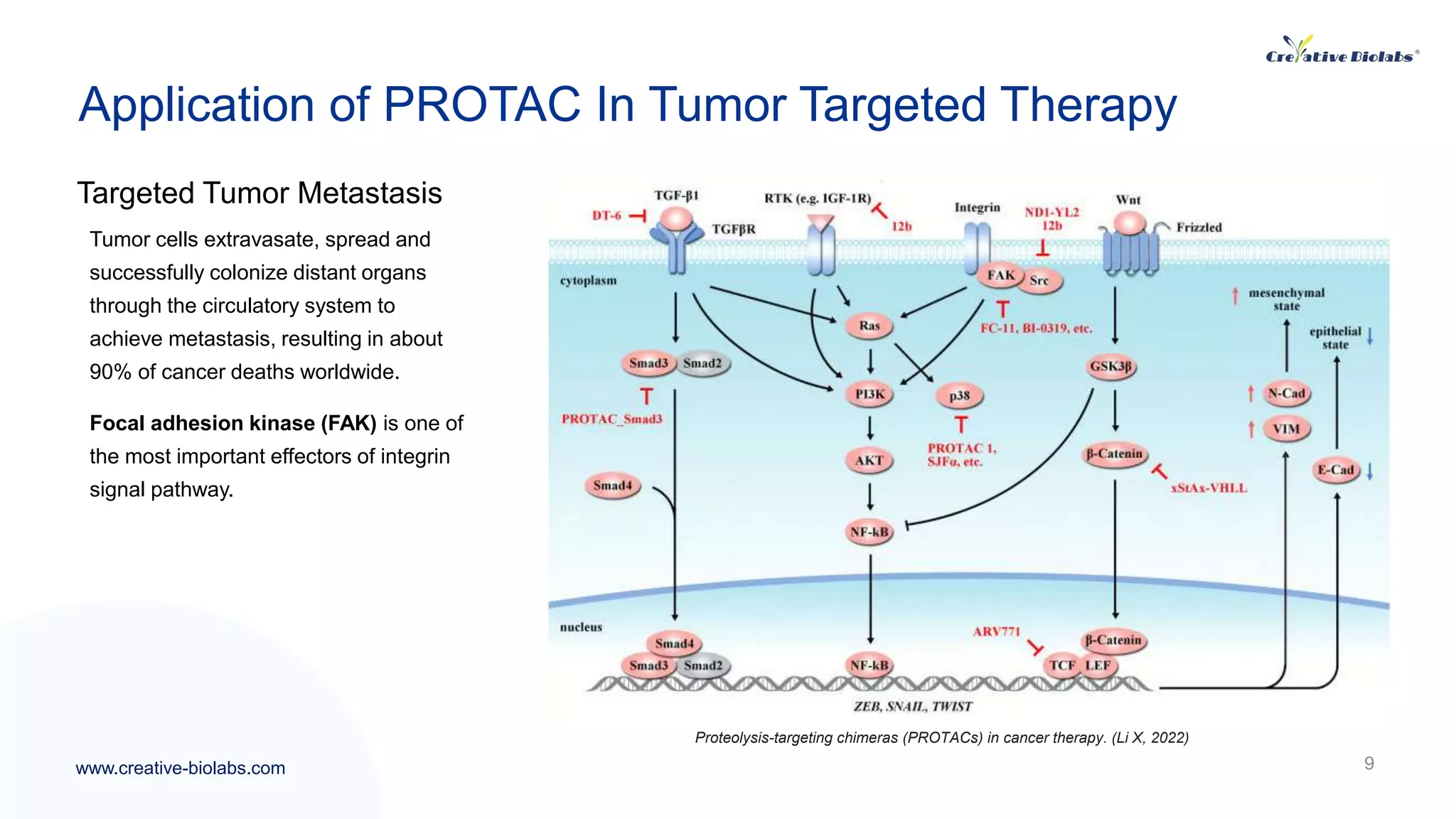 PROTAC Technology in Tumor Targeted Therapy - Creative Biolabs | PPTX