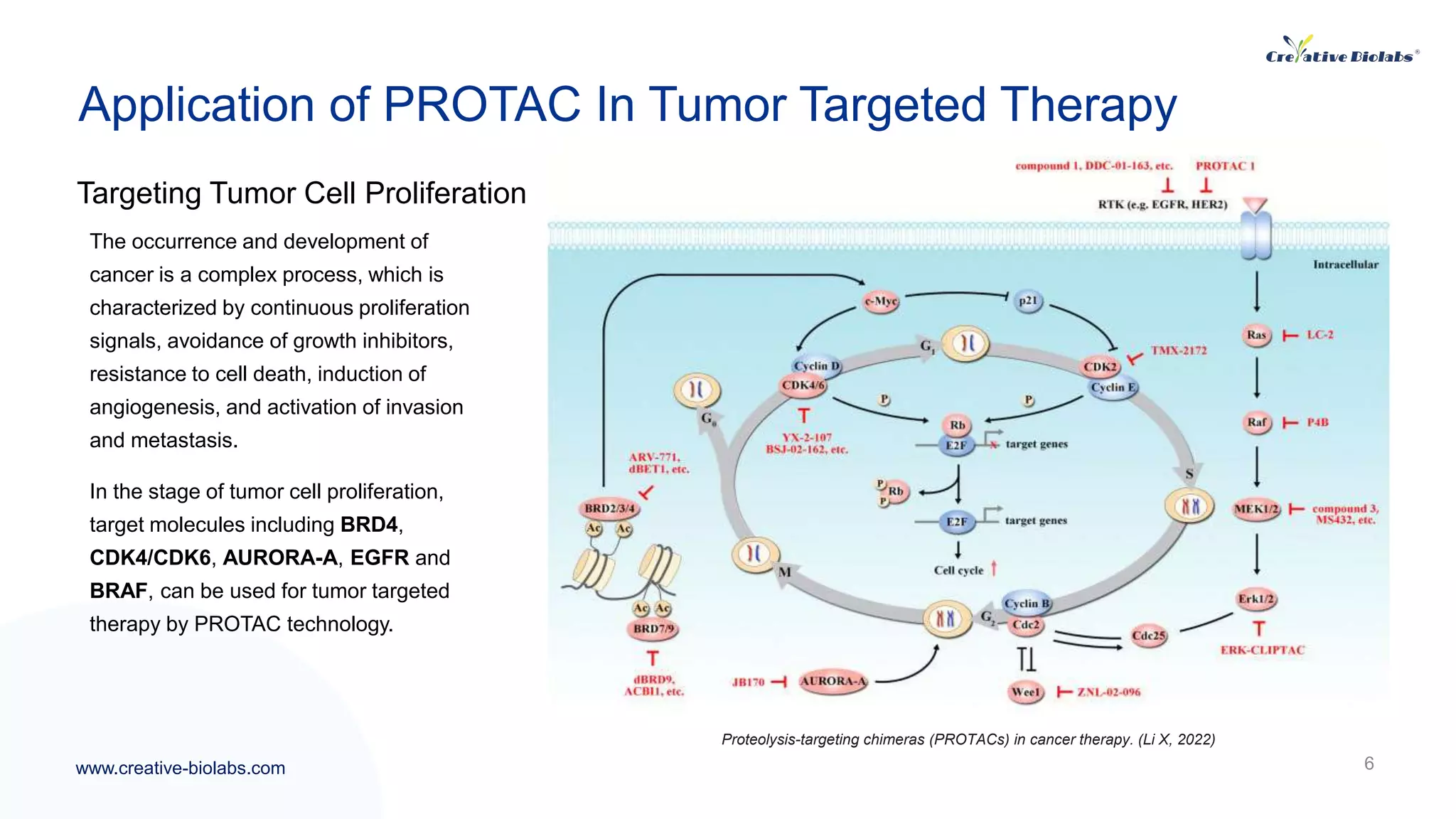 PROTAC Technology in Tumor Targeted Therapy - Creative Biolabs | PPTX