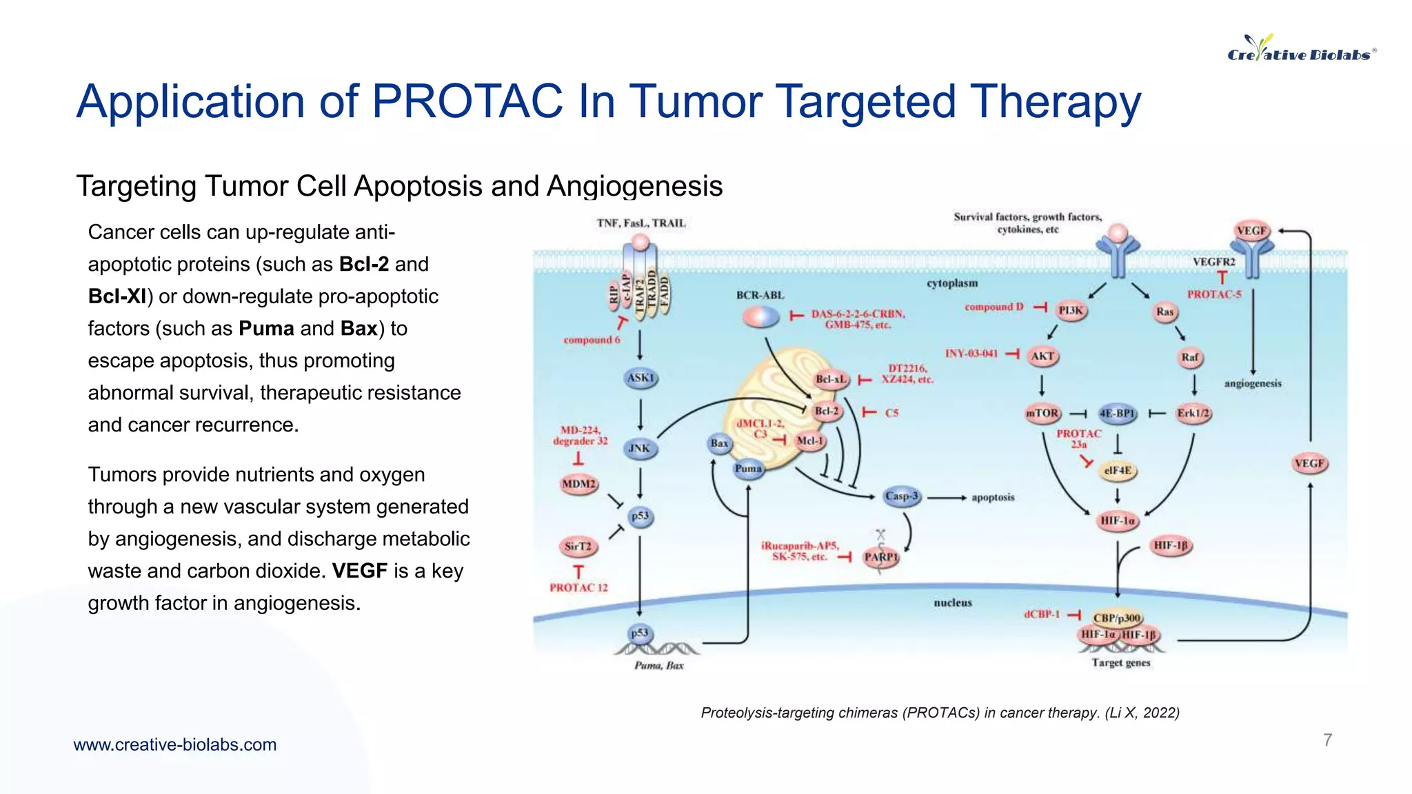 PROTAC Technology in Tumor Targeted Therapy - Creative Biolabs | PPTX