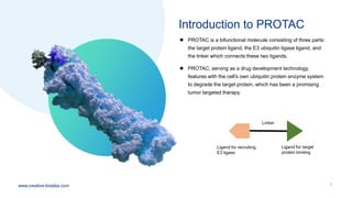 PROTAC Technology in Tumor Targeted Therapy - Creative Biolabs | PPTX