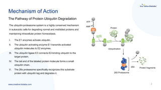 PROTAC Technology in Tumor Targeted Therapy - Creative Biolabs | PPTX