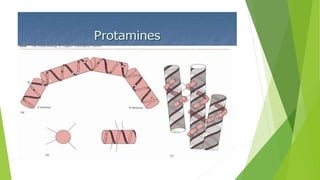Protamines | PPTX
