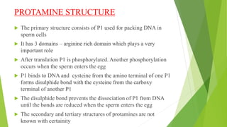 Protamines | PPTX