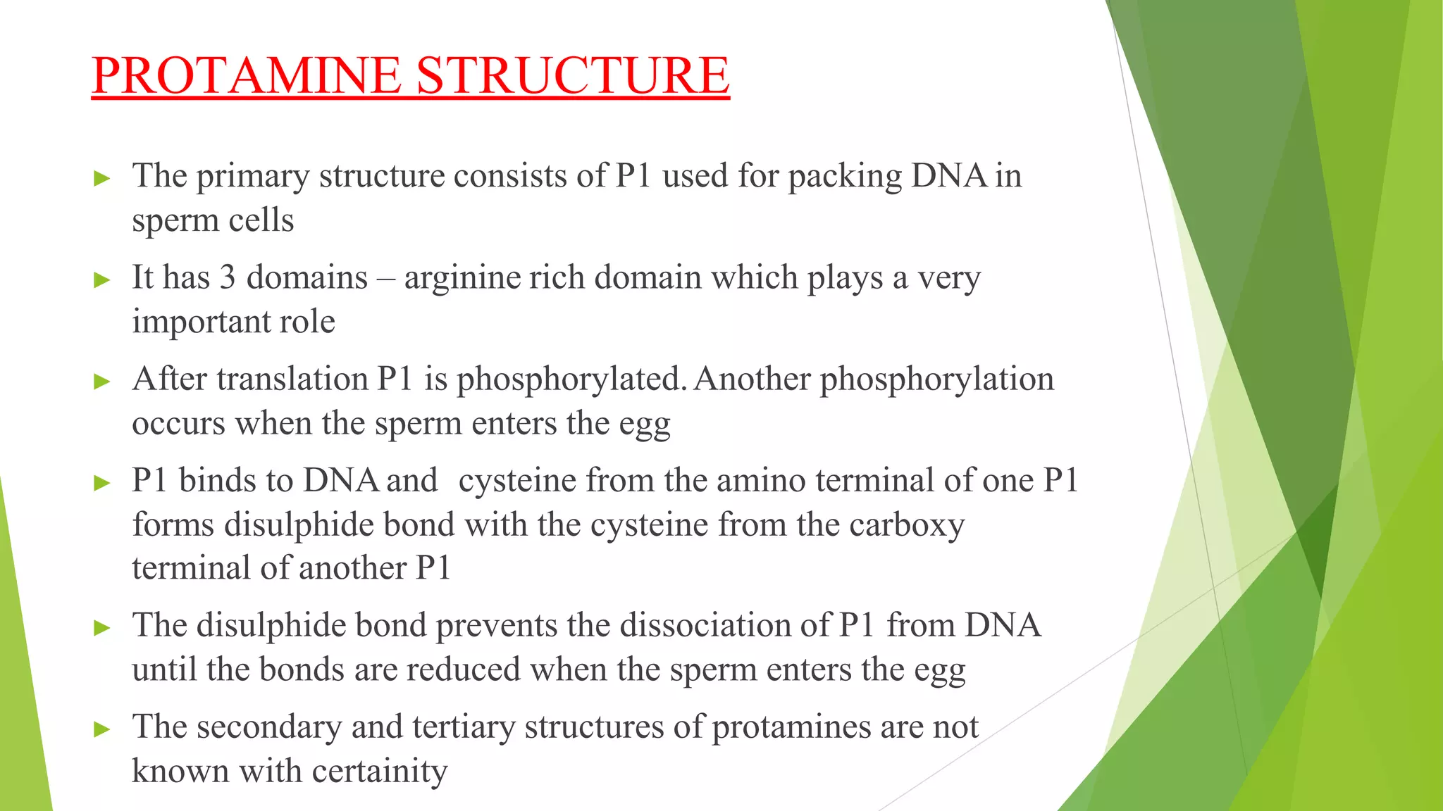 protamines-180921025338 (3).pptx