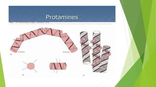 protamines-180921025338 (3).pptx