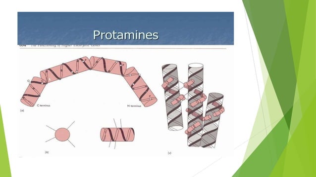 protamines-180921025338 (3).pptx