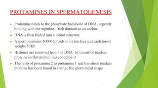 protamines-180921025338 (3).pptx
