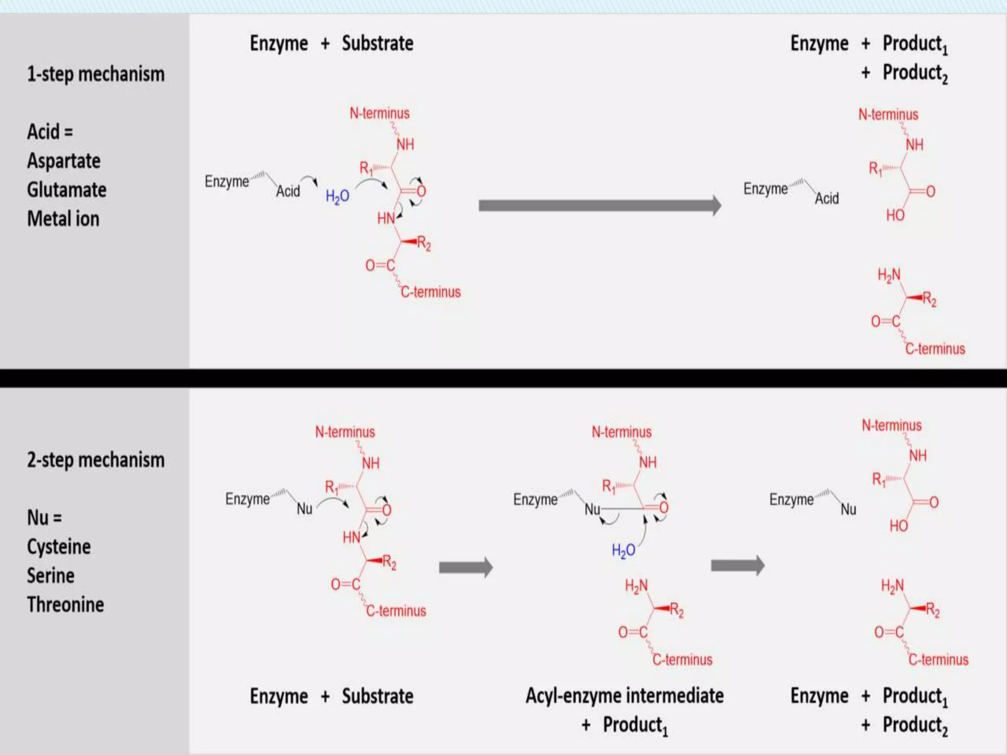 Protease Enzyme Application in Food Processing | PPTX