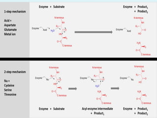 Protease Enzyme Application in Food Processing | PPTX