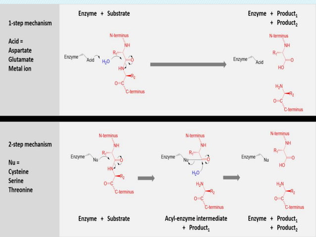 Protease Enzyme Application in Food Processing | PPTX
