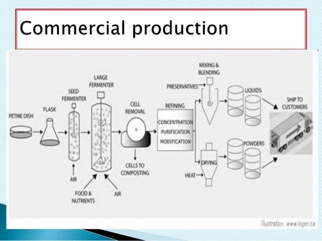 Protease Enzyme Application In Food Processing