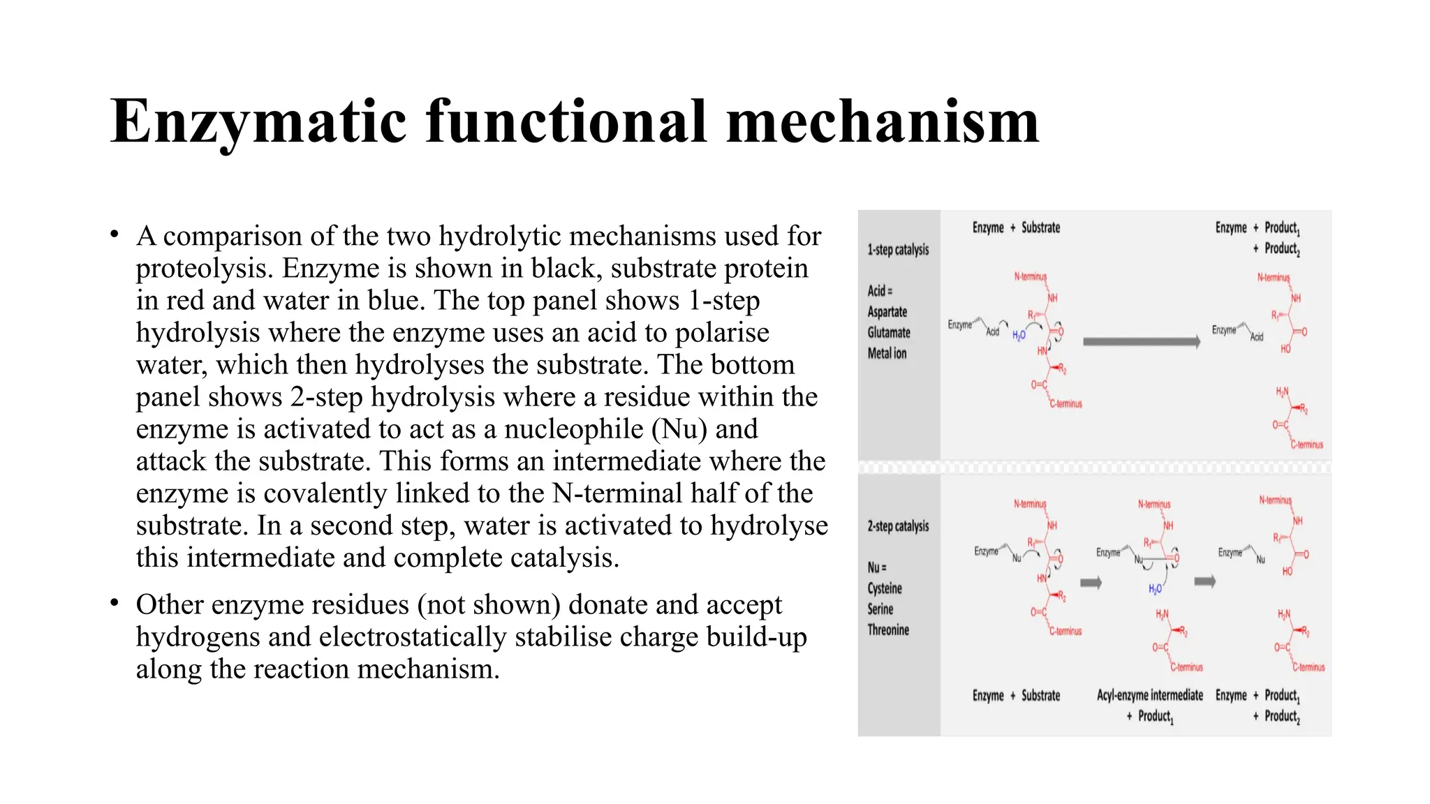 Protease function and their mechanism.pptx