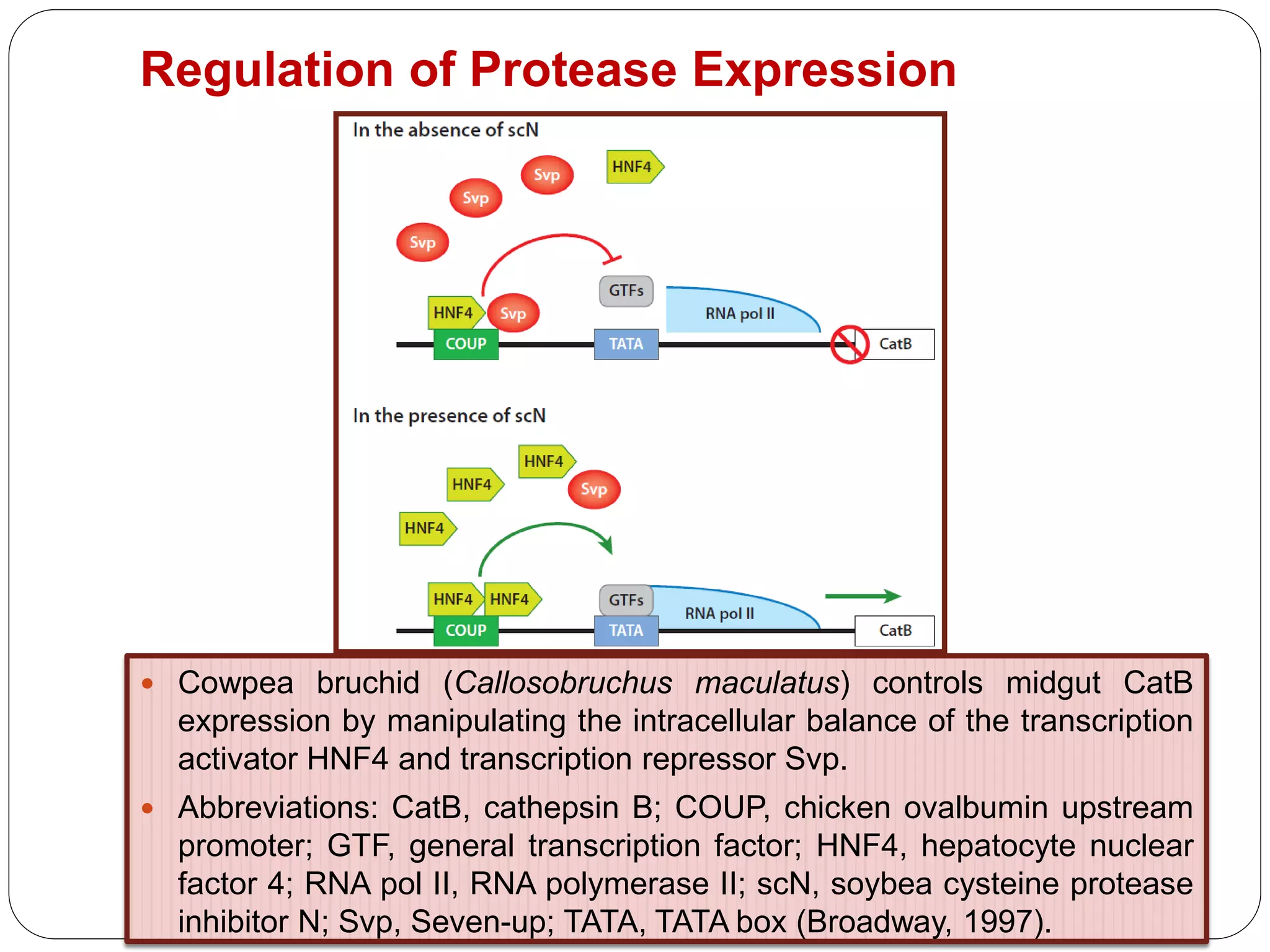 Protease inhibitor and molecular interaction in insect | PDF