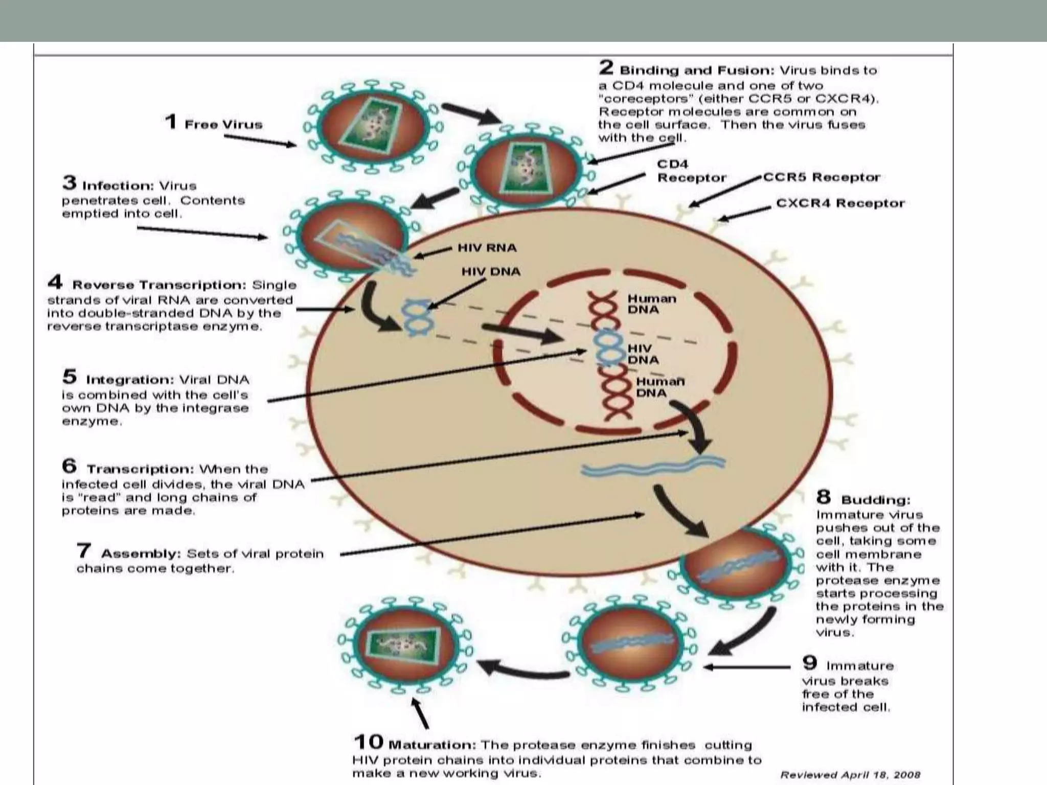 Protease Inhibitors | PPT