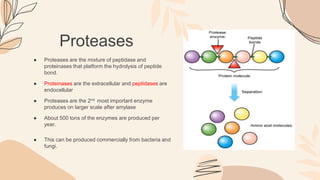 Production of enzyme Proteases: Biotechnology, pharmacy | PPTX