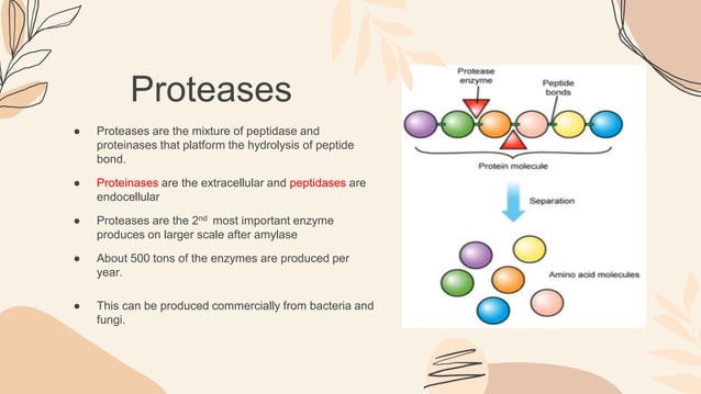 Production of enzyme Proteases: Biotechnology, pharmacy | PPTX | Chemistry | Science