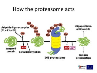 Proteasome-ubiquitin_pathway__in_pathology.ppt