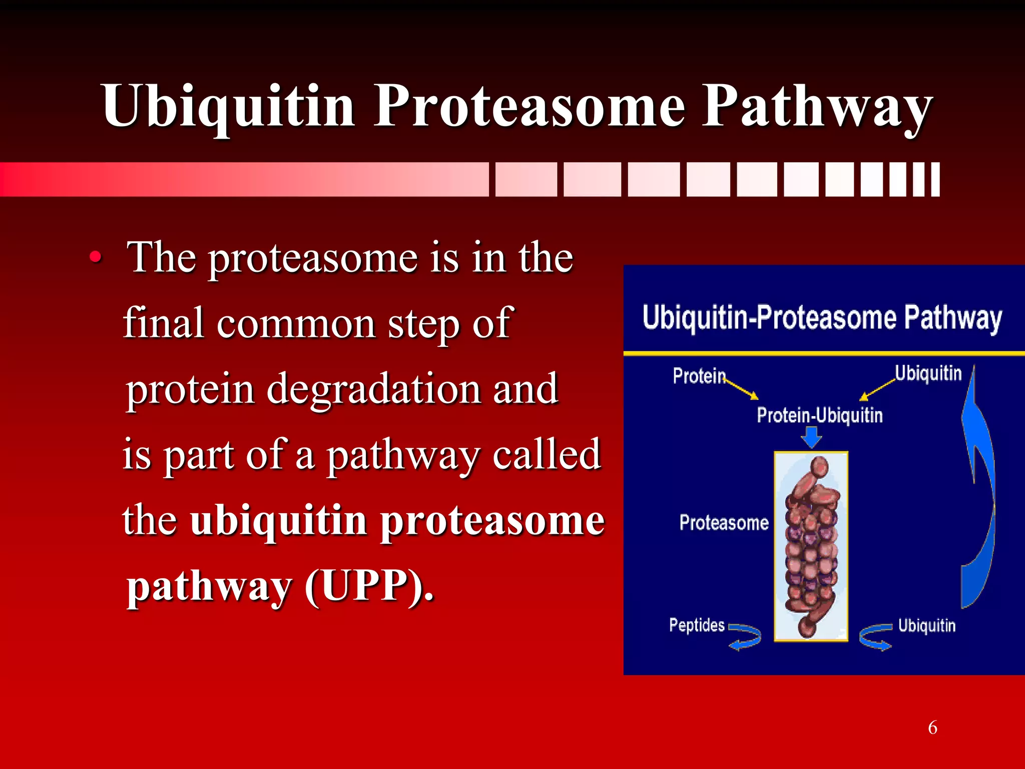 Proteasome inhibitors in cancer therapy | PPTX