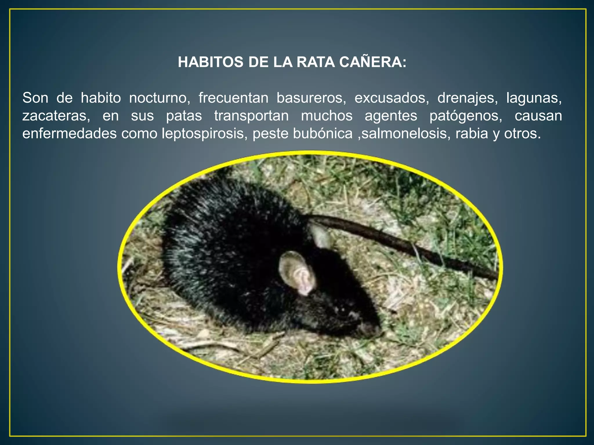 Proteccion vegetal rata de campo | PPT