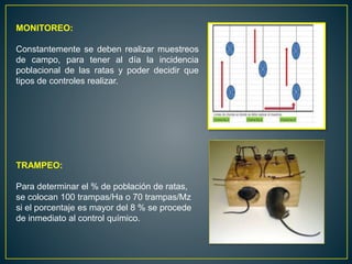 Proteccion vegetal rata de campo | PPTX