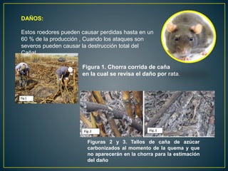 Proteccion vegetal rata de campo | PPTX