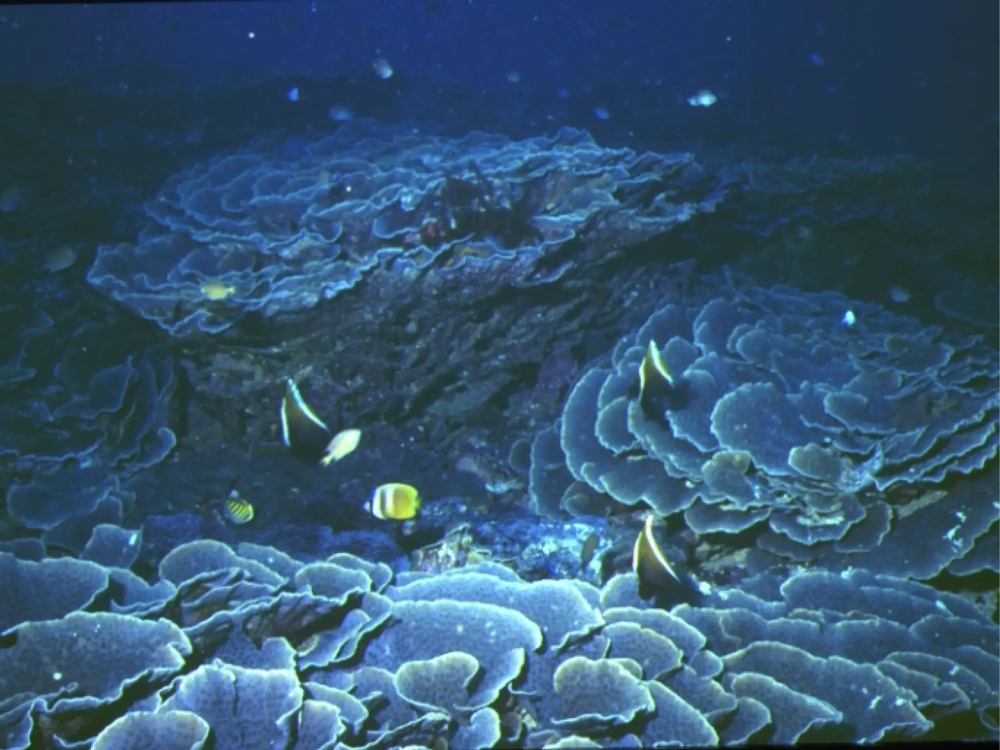 Protect our Fragile Oceans | ODP | Technology & Computing