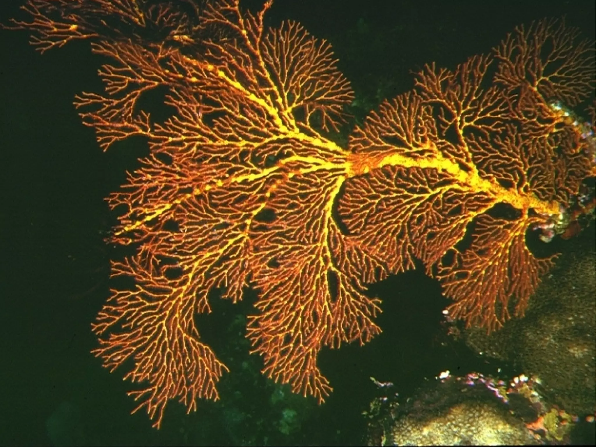 Protect our Fragile Oceans | ODP | Technology & Computing