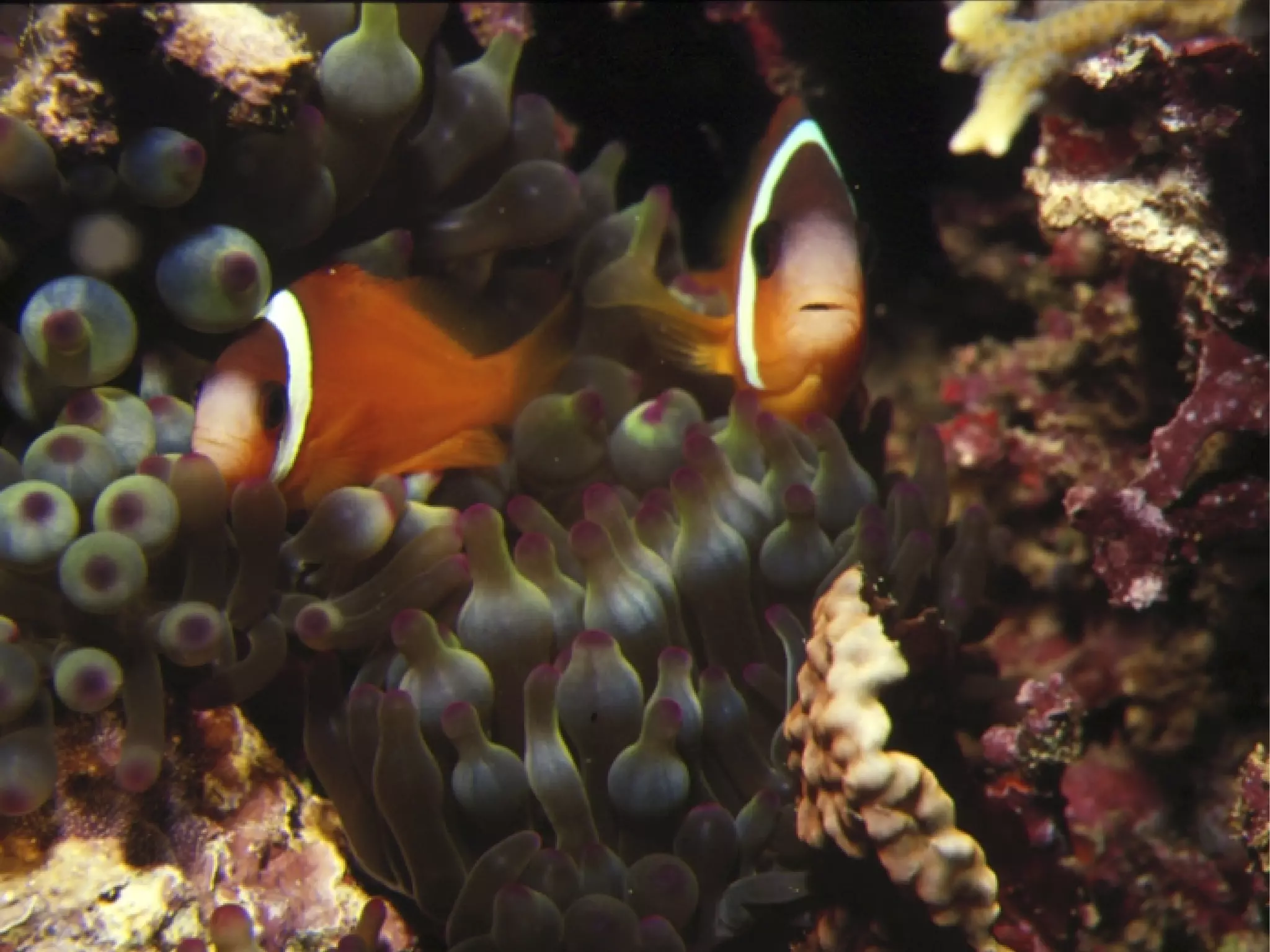 Protect our Fragile Oceans | ODP