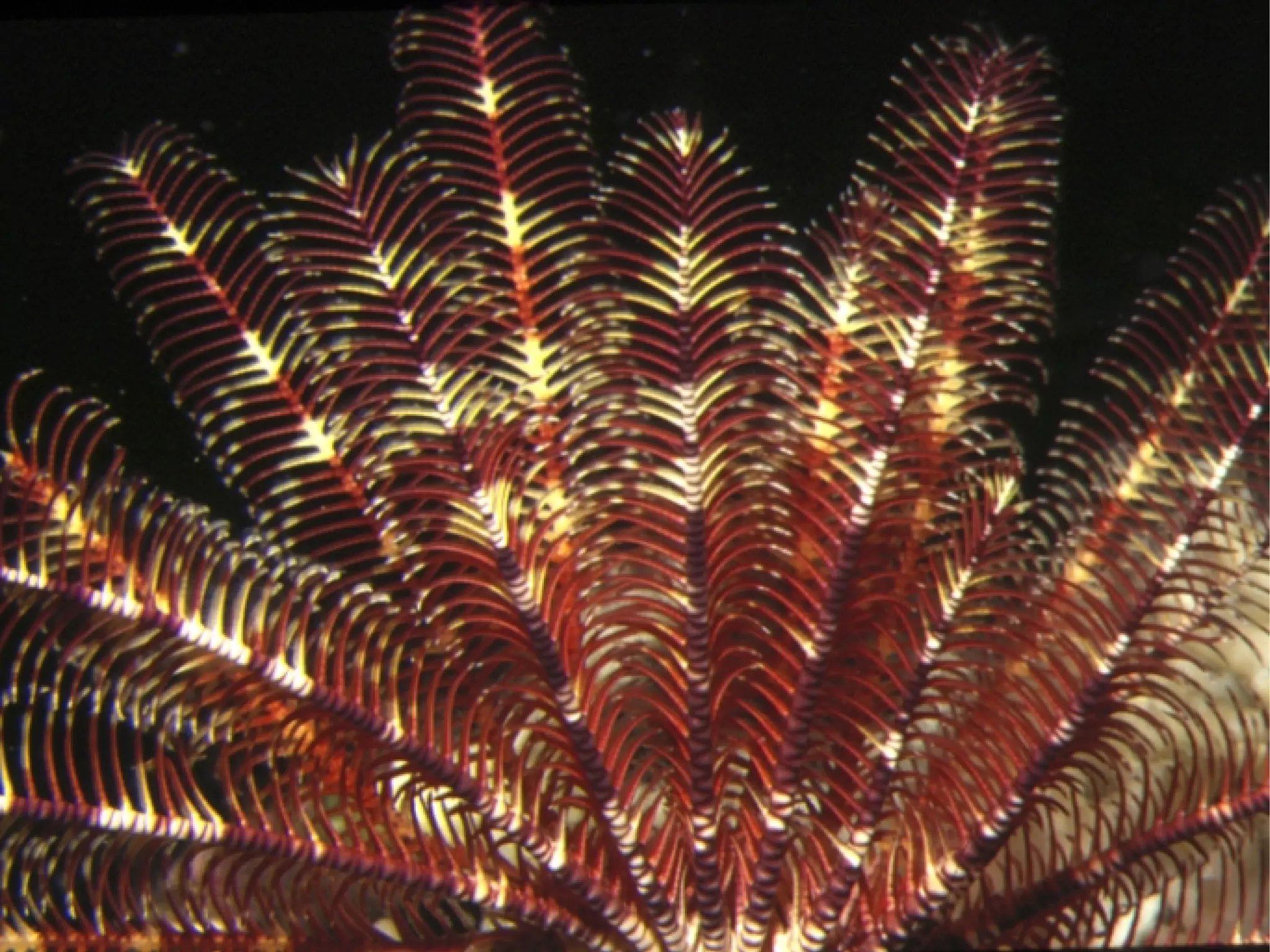 Protect our Fragile Oceans | ODP