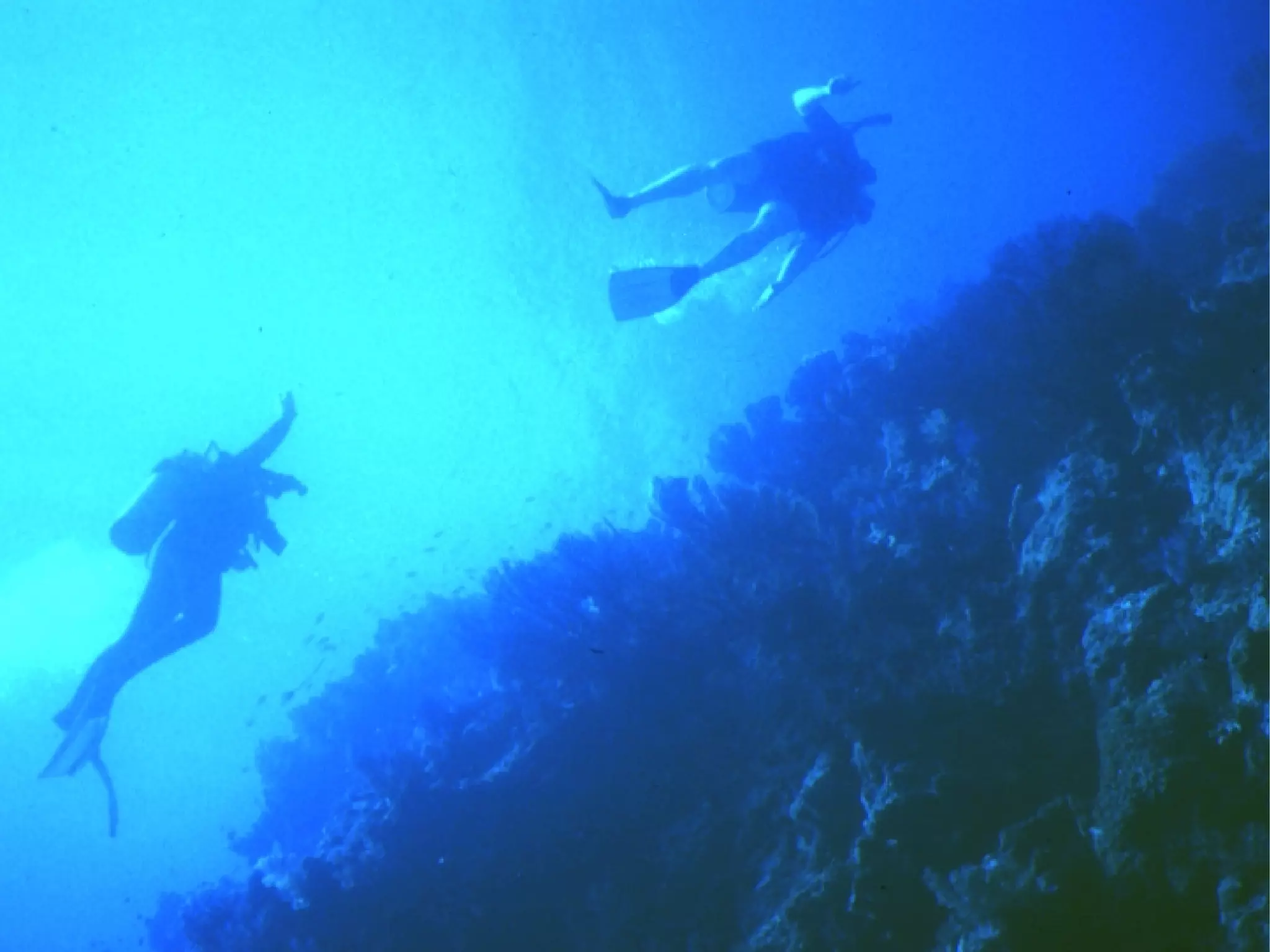 Protect our Fragile Oceans | ODP