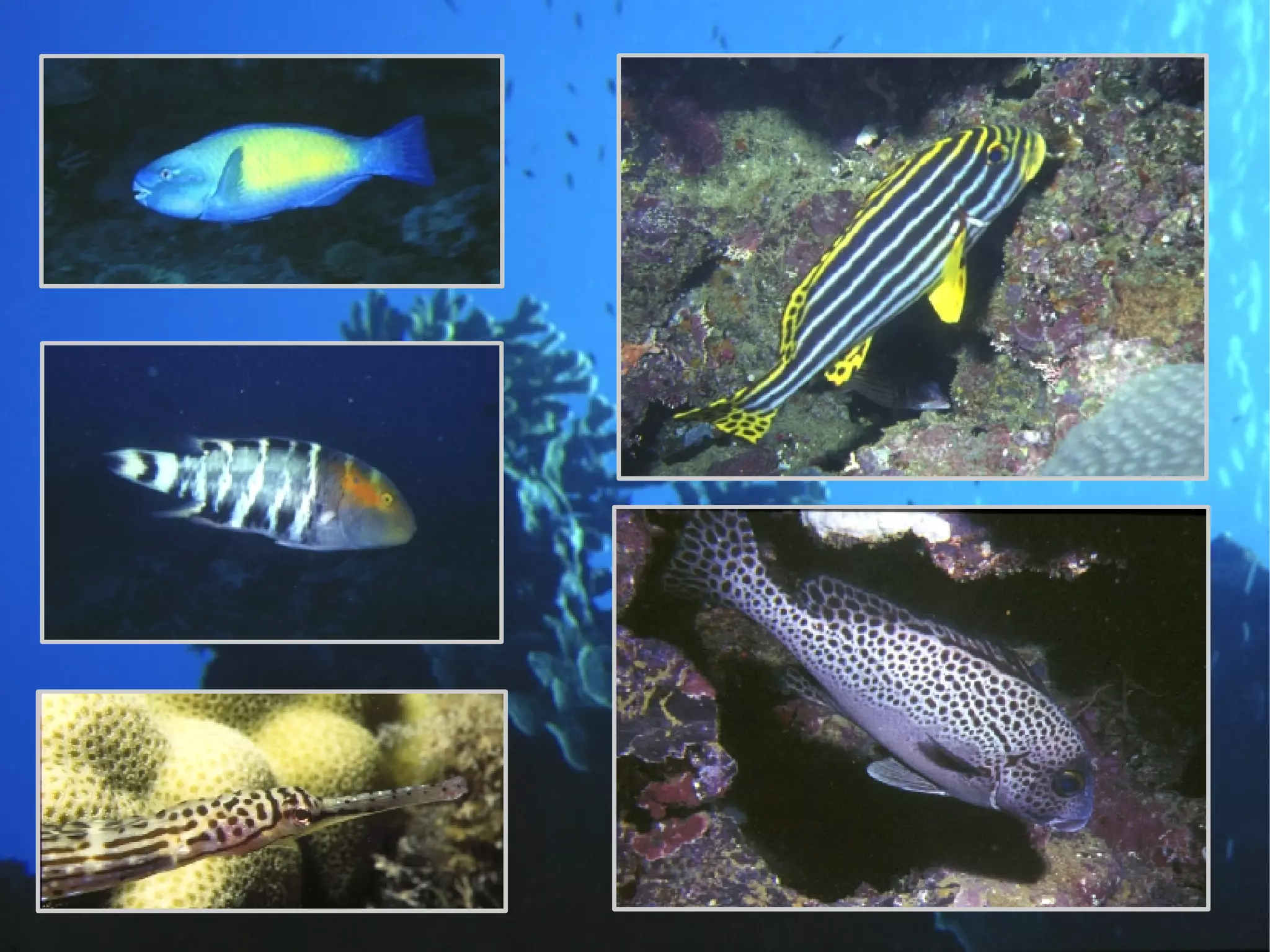 Protect our Fragile Oceans | ODP