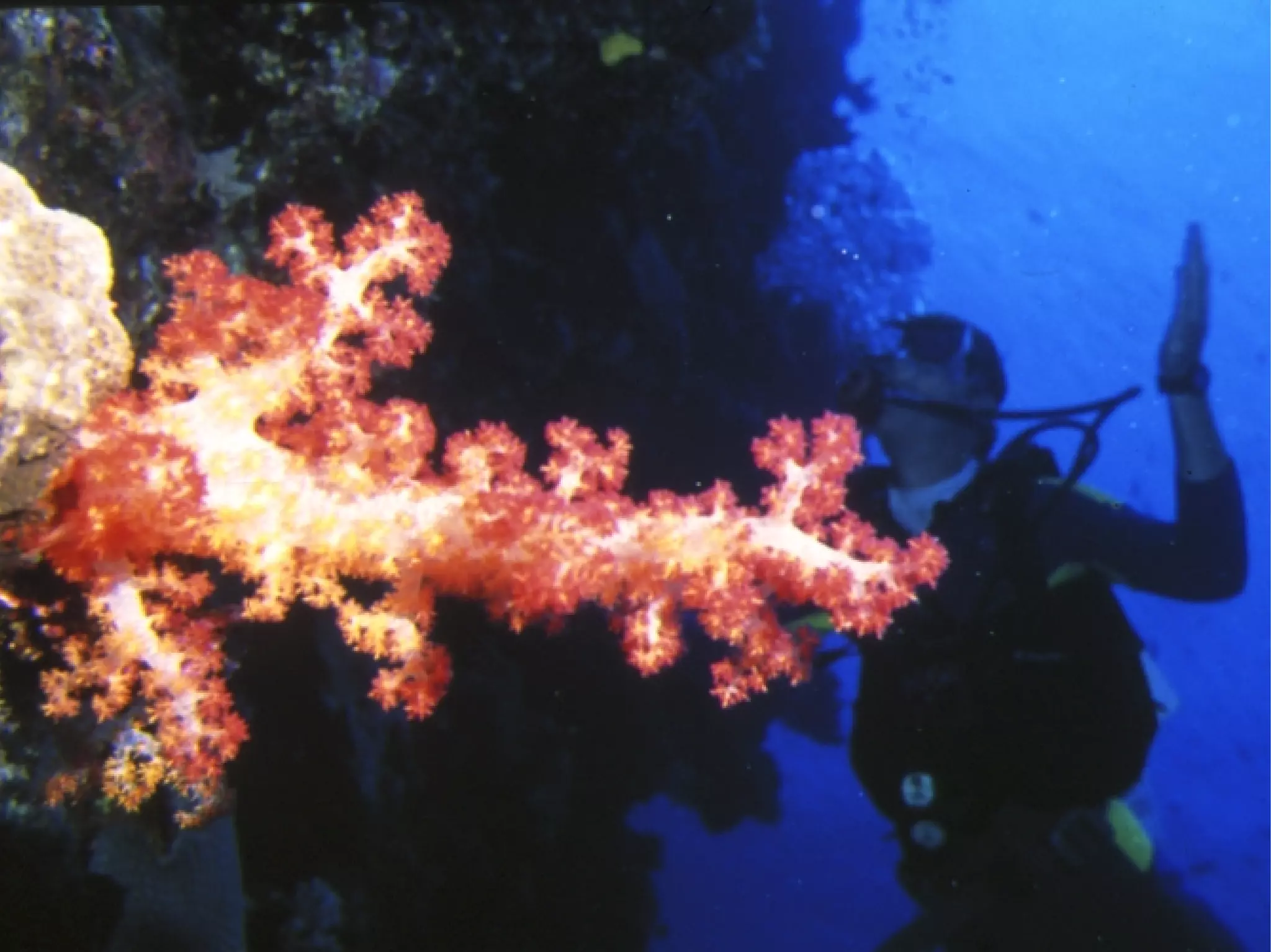 Protect our Fragile Oceans | ODP | Technology & Computing