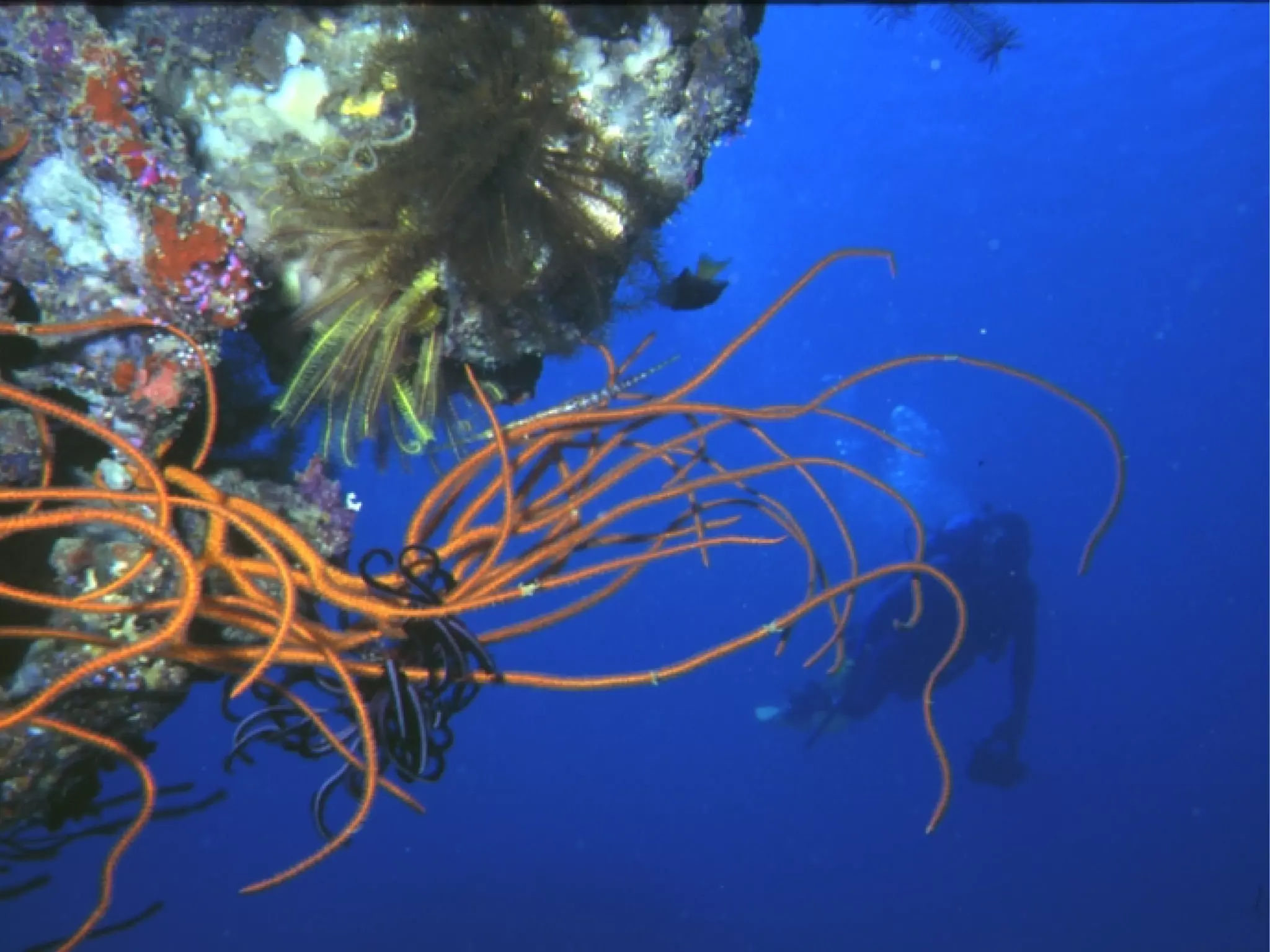 Protect our Fragile Oceans | ODP | Technology & Computing