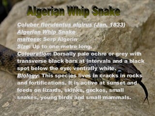 Protected Reptiles | PPT