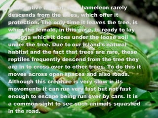 Protected Reptiles | PPT