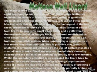 Protected Reptiles | PPT