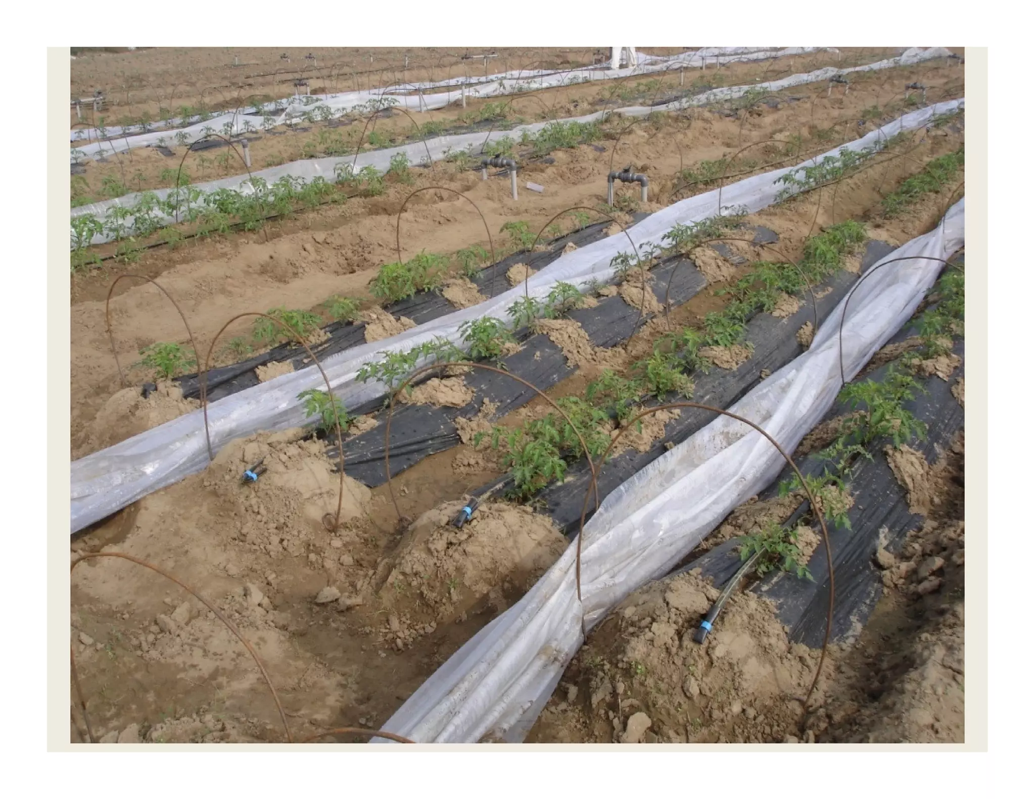 Protected cultivation of vegetables | PDF